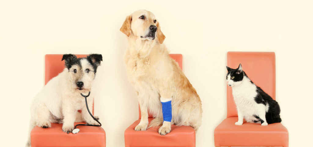 Top Local Veterinary Surgeons - The Team - CARE Surgery Center